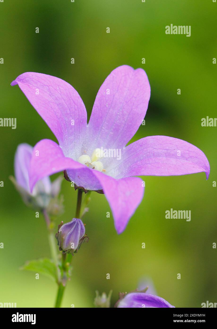 Campanula blumen hi-res stock photography and images - Alamy