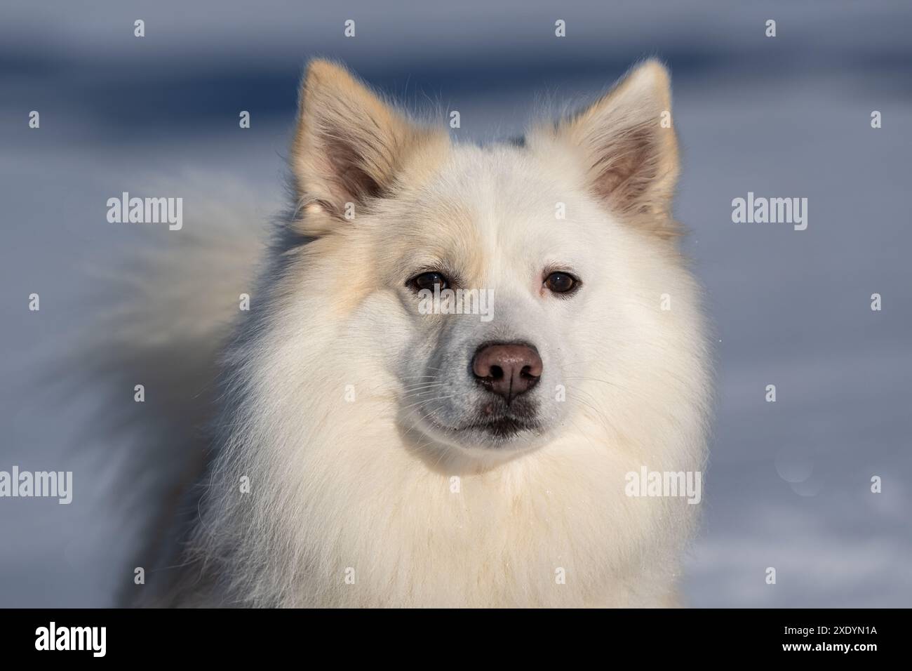 Icelandic sheepdog, FCI recognized dog breed from Iceland Stock Photo ...