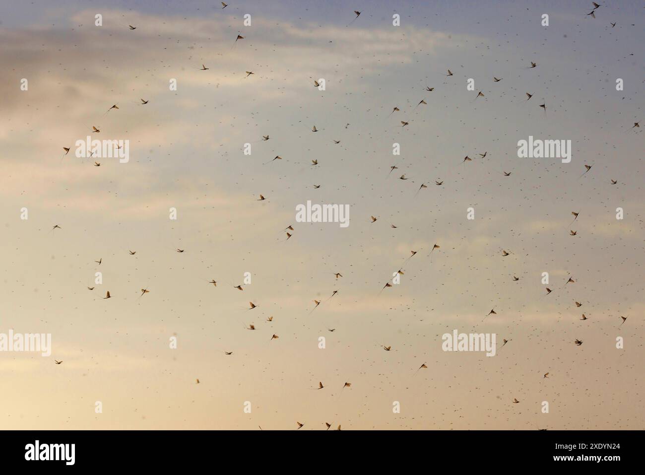 Common mayfly (Ephemera vulgata), mating flight after mass hatching ...