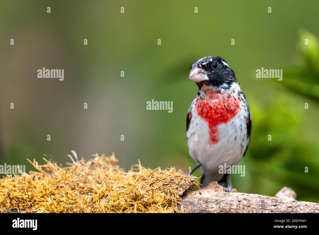 rose-breasted grosbeak (Pheucticus ludovicianus), young male sitting on ...
