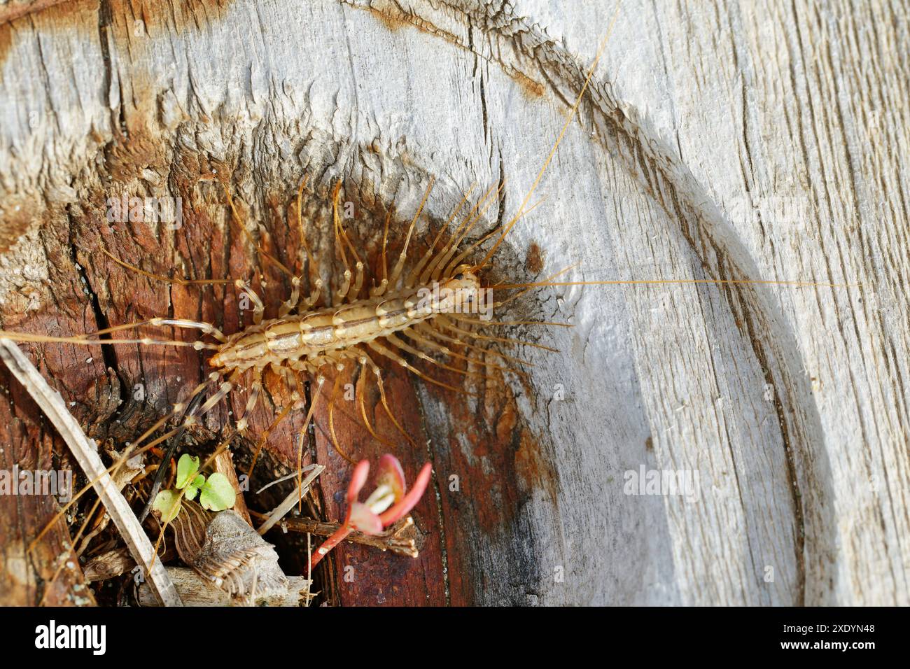 house centipede (Scutigera coleoptrata), on wood, Albania Stock Photo ...