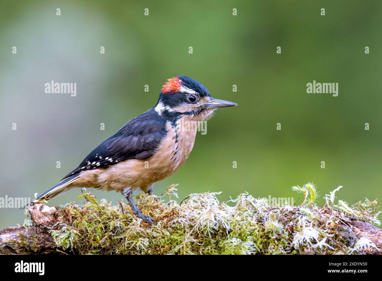 Hairy woodpecker (Leuconotopicus villosus, Picoides villosus), male ...