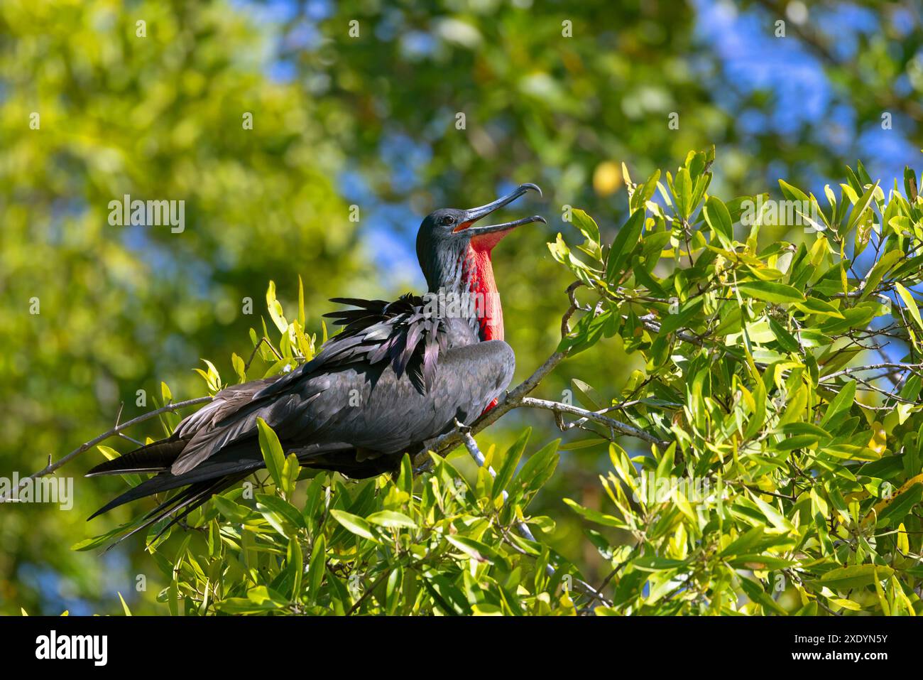 magnificent frigate bird (Fregata magnificens), male sitting in a ...