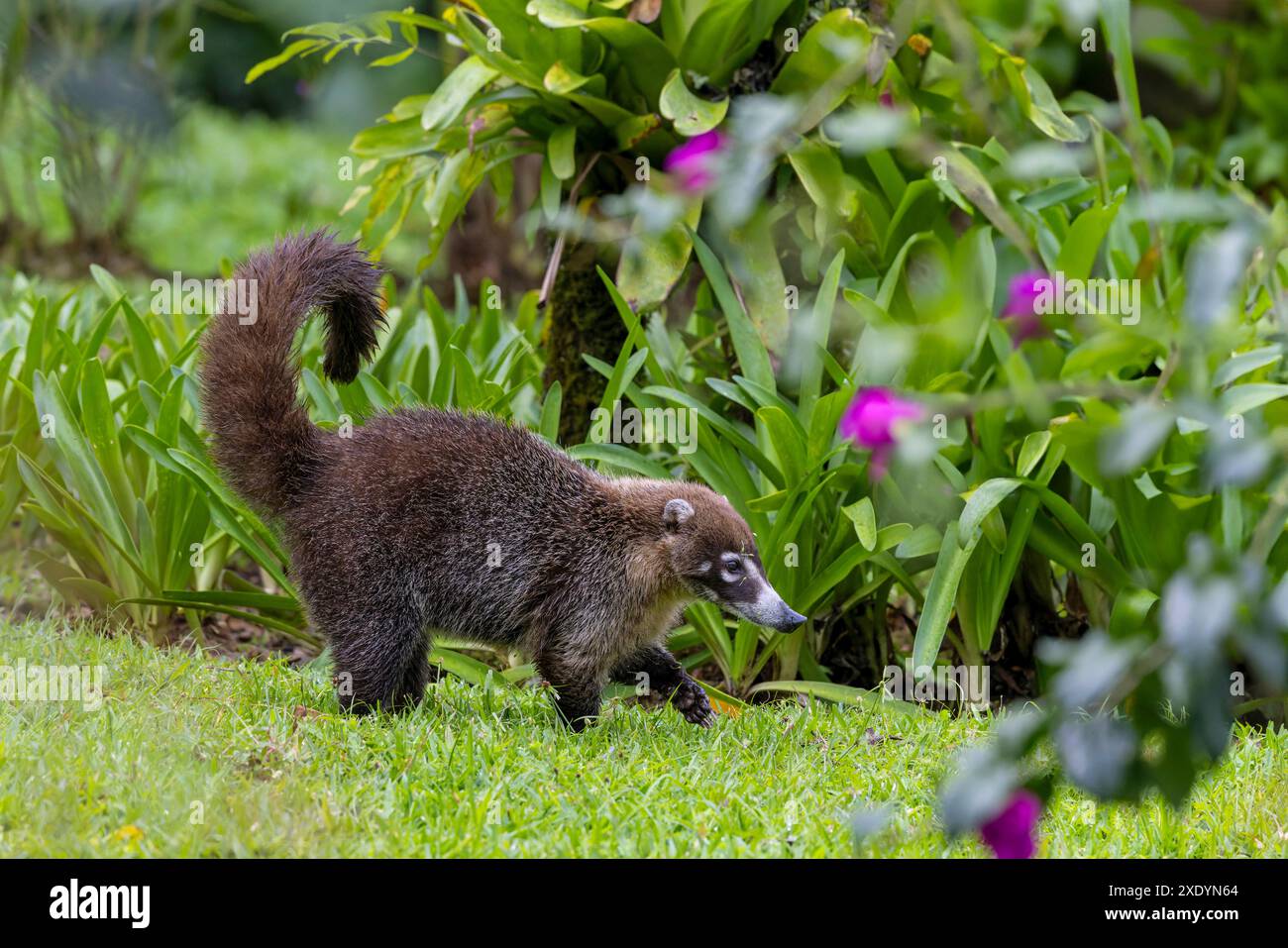 White-nosed coati, coatimundi, antoon, gato solo, pizote, tejon (Nasua ...