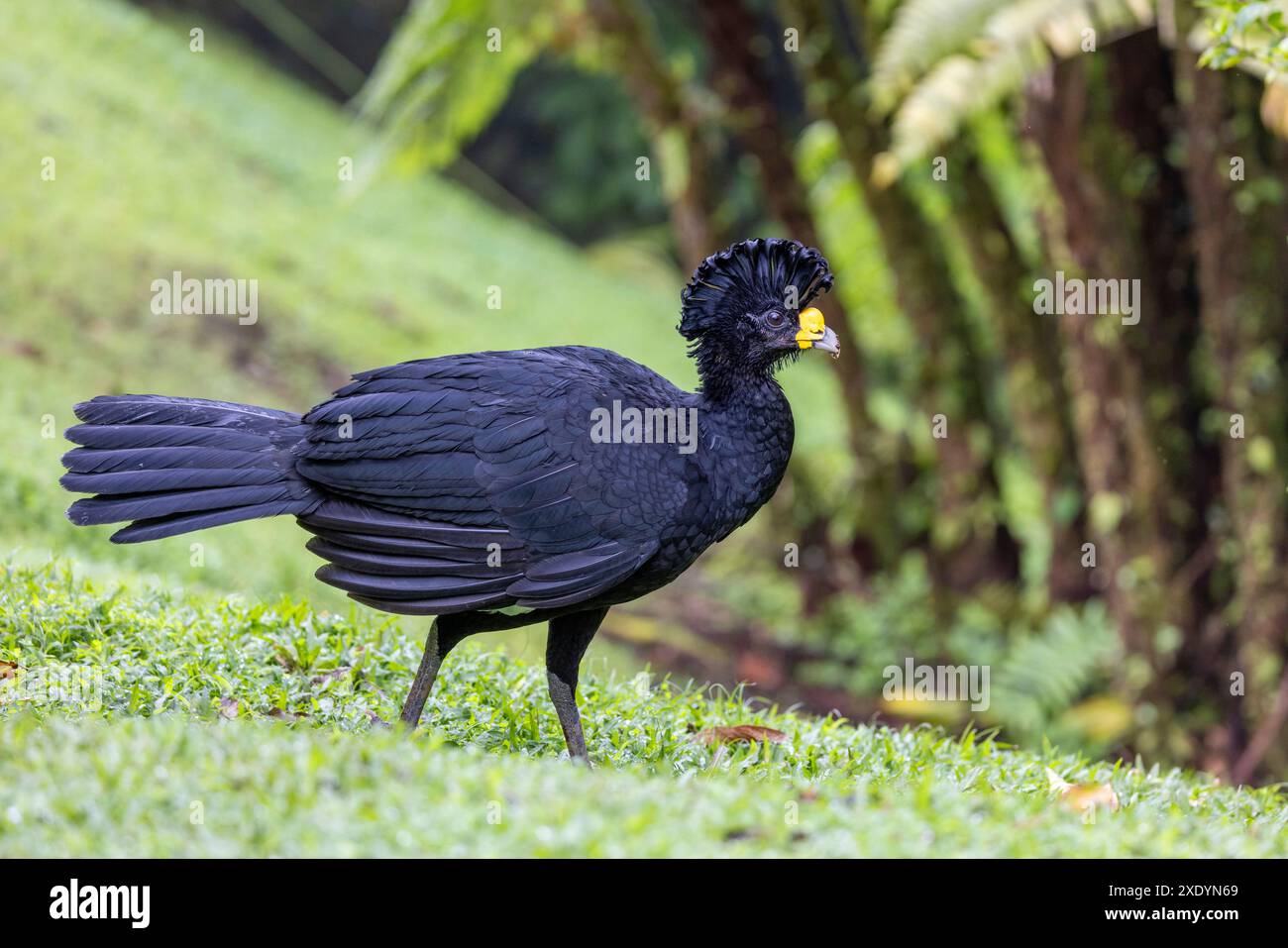 great curassow (Crax rubra), male in a rainforest, Costa Rica, La ...