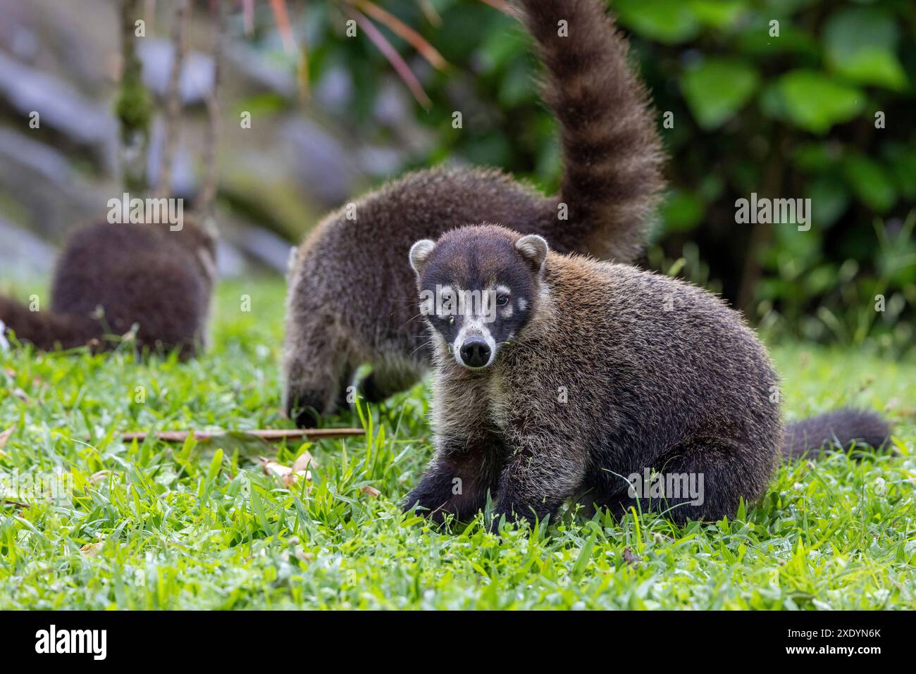 White-nosed coati, coatimundi, antoon, gato solo, pizote, tejon (Nasua ...
