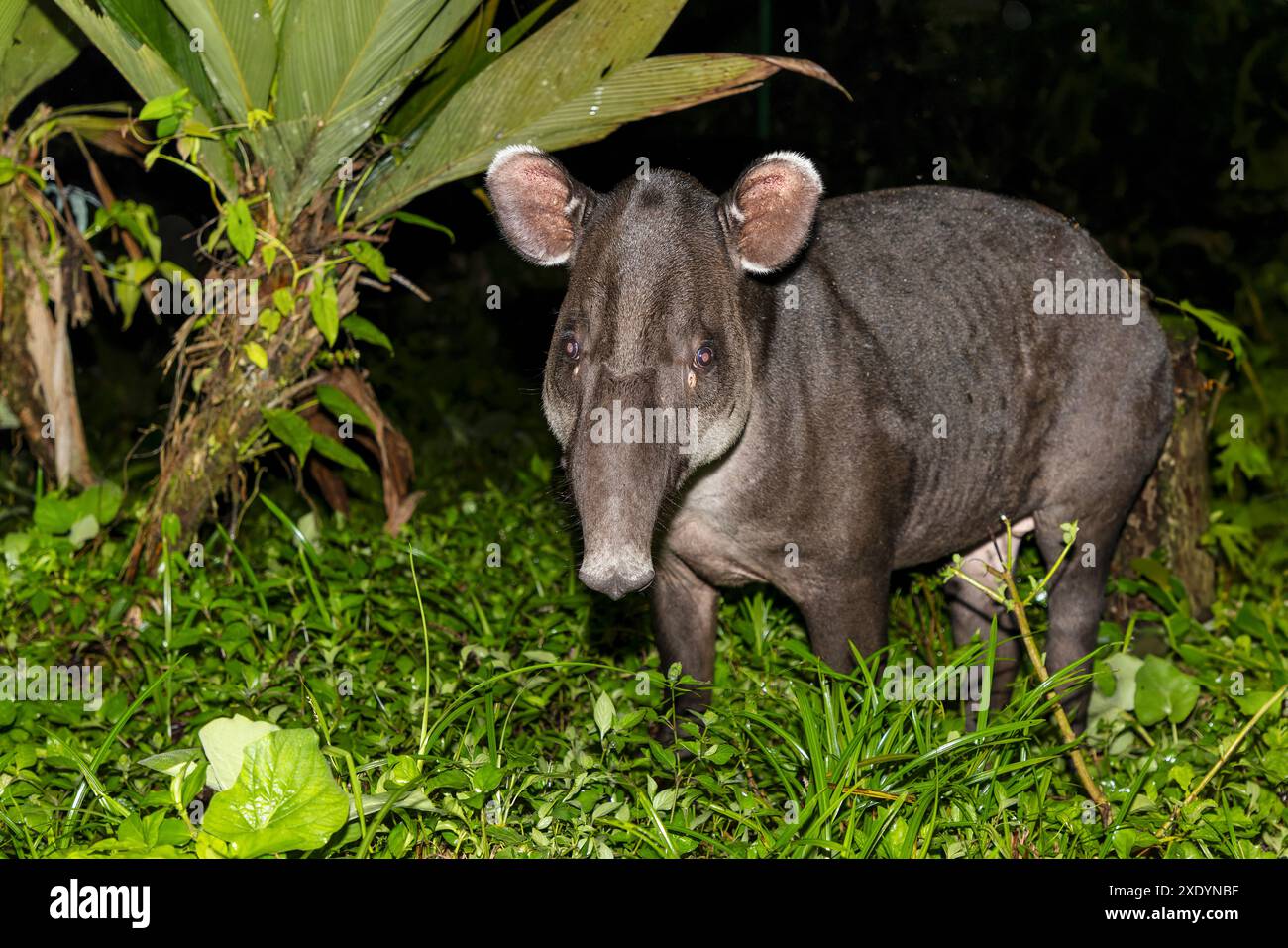 Baird's tapir, Central American tapir (Tapirus bairdii), stands at the ...