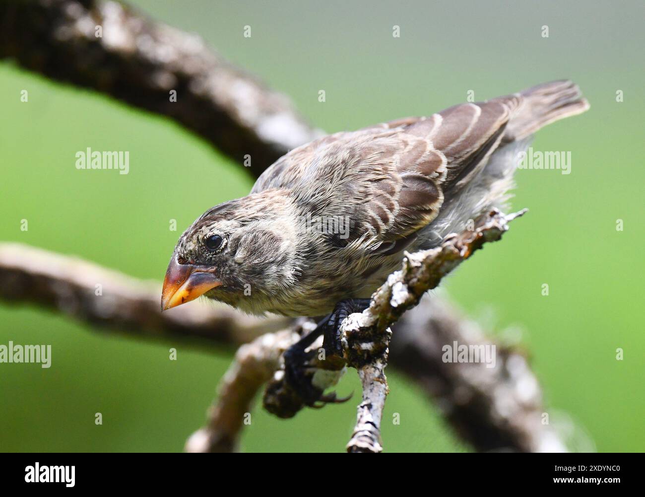Large tree finch (Camarhynchus psittacula), sitting on a branch ...