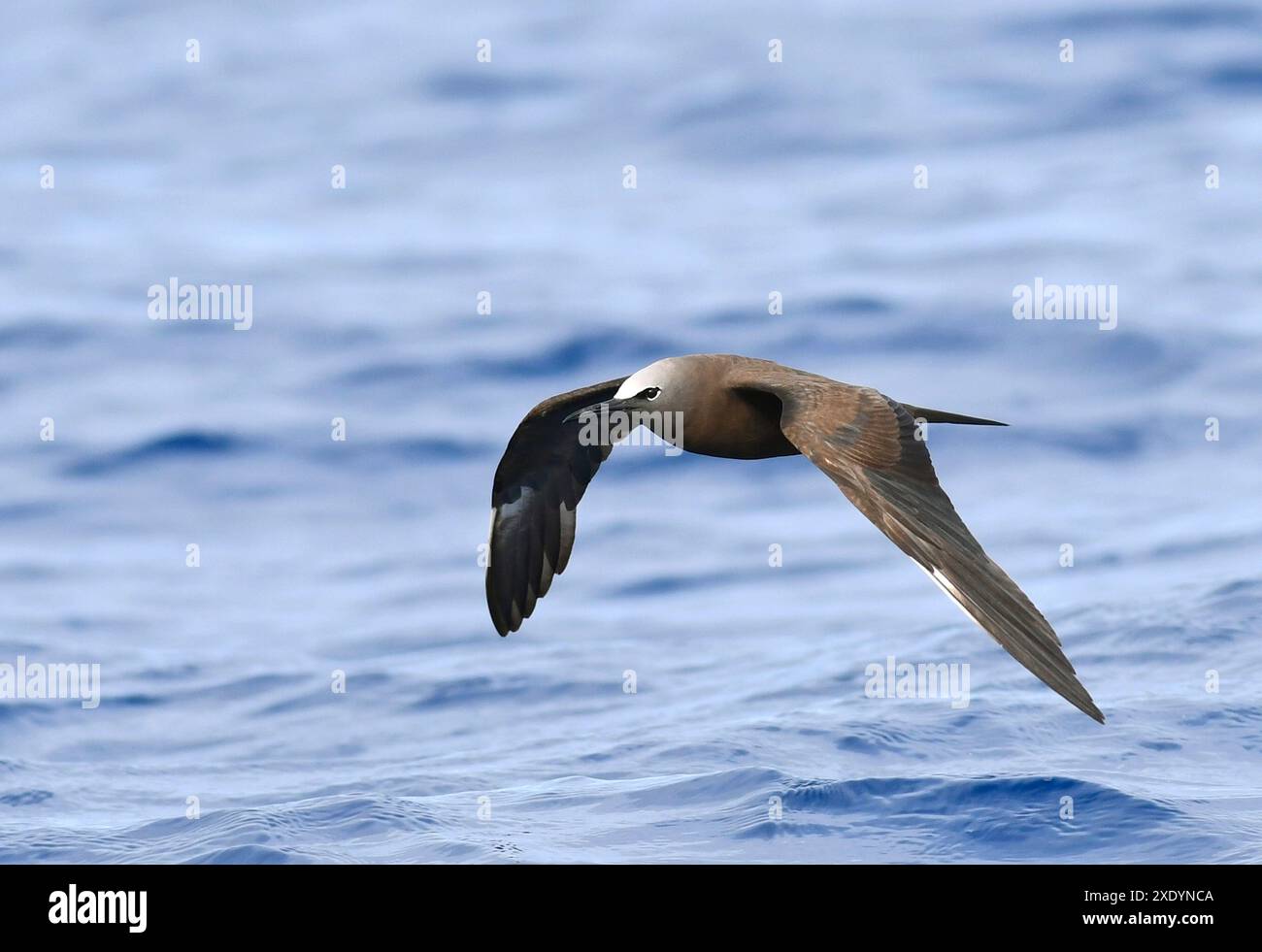 Common noddy, Brown Noddy (Anous stolidus stolidus, Anous stolidus), in ...