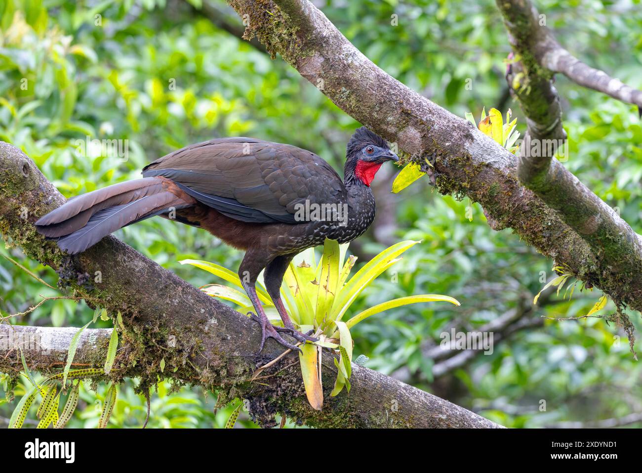 Crested guan (Penelope purpurascens), sitting on a branch, Costa Rica ...