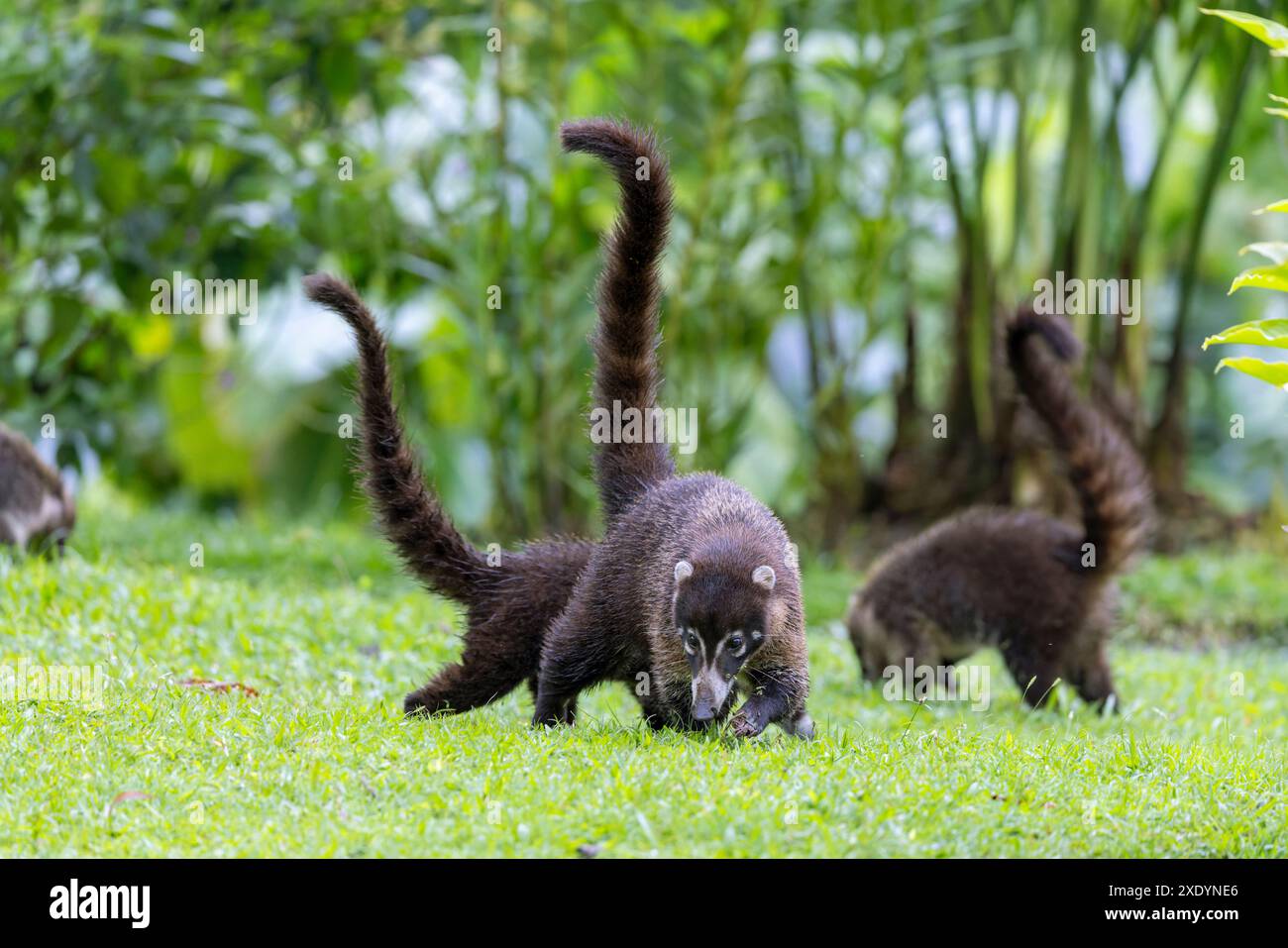 White-nosed coati, coatimundi, antoon, gato solo, pizote, tejon (Nasua ...