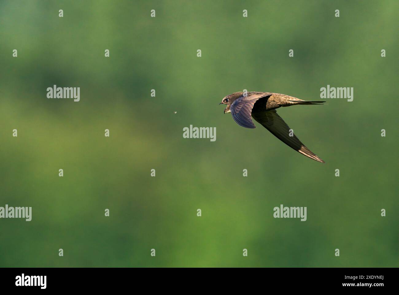 Eurasian catch fly hi-res stock photography and images - Alamy