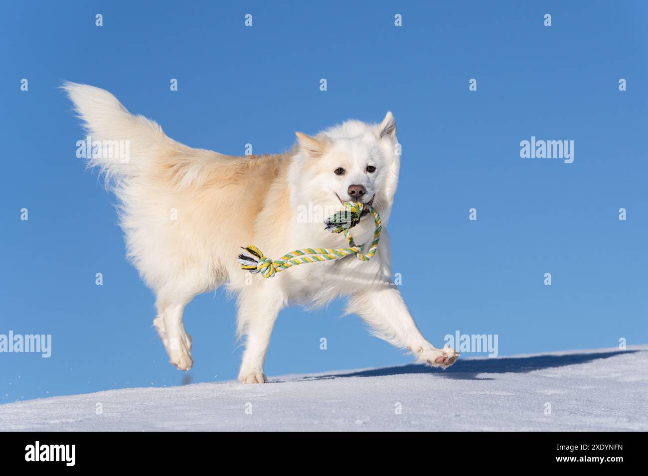 Icelandic sheepdog, FCI recognized dog breed from Iceland Stock Photo ...