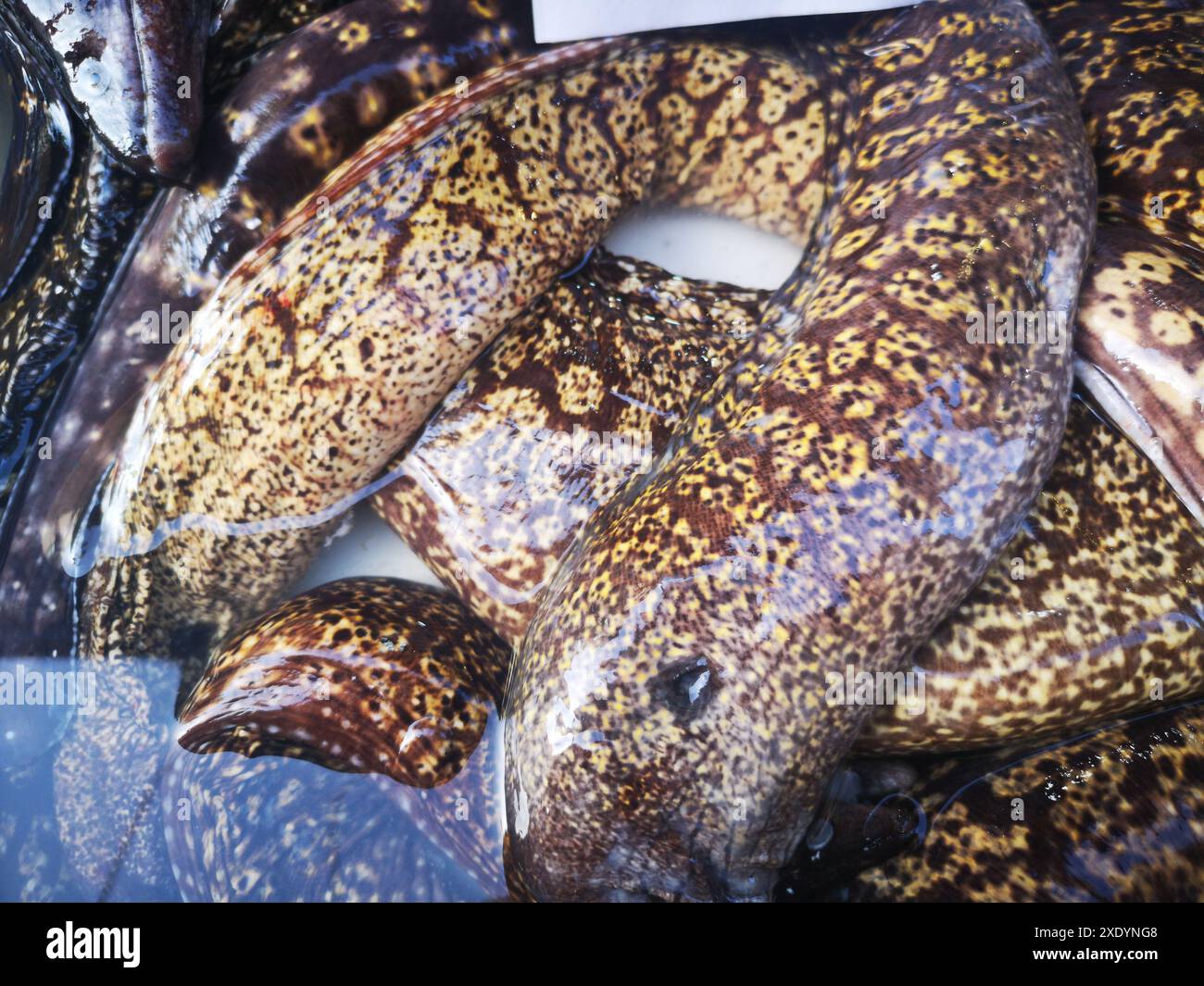 Fish in open seamarket Stock Photo - Alamy