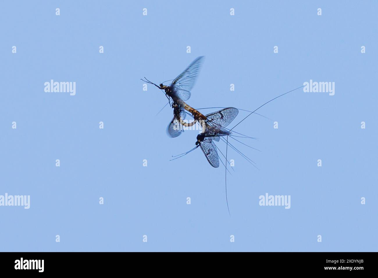 Common mayfly (Ephemera vulgata), mating flight, female mates with ...
