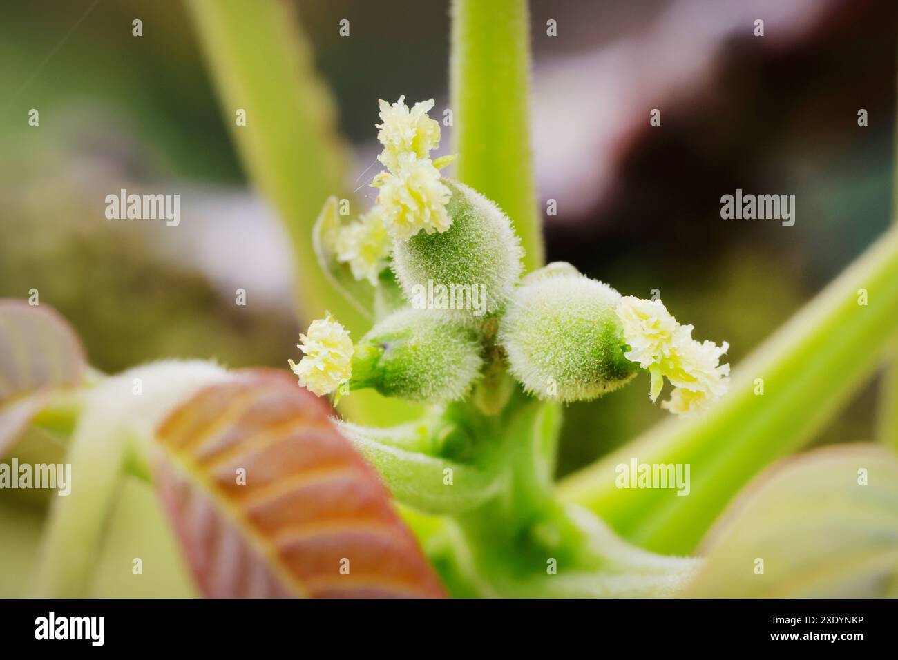 Female walnut tree flowers hi-res stock photography and images - Alamy