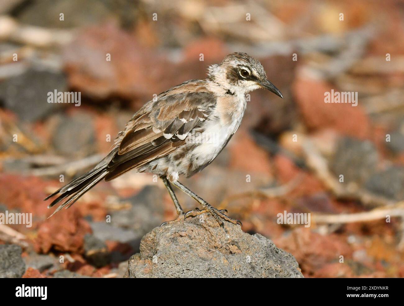Galapagos mockingbird (Mimus parvulus, Nesomimus parvulus), sitting on ...