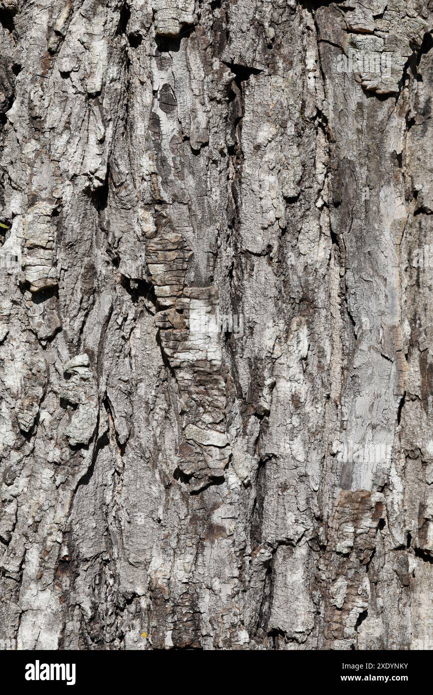 walnut (Juglans regia), bark, Croatia Stock Photo - Alamy