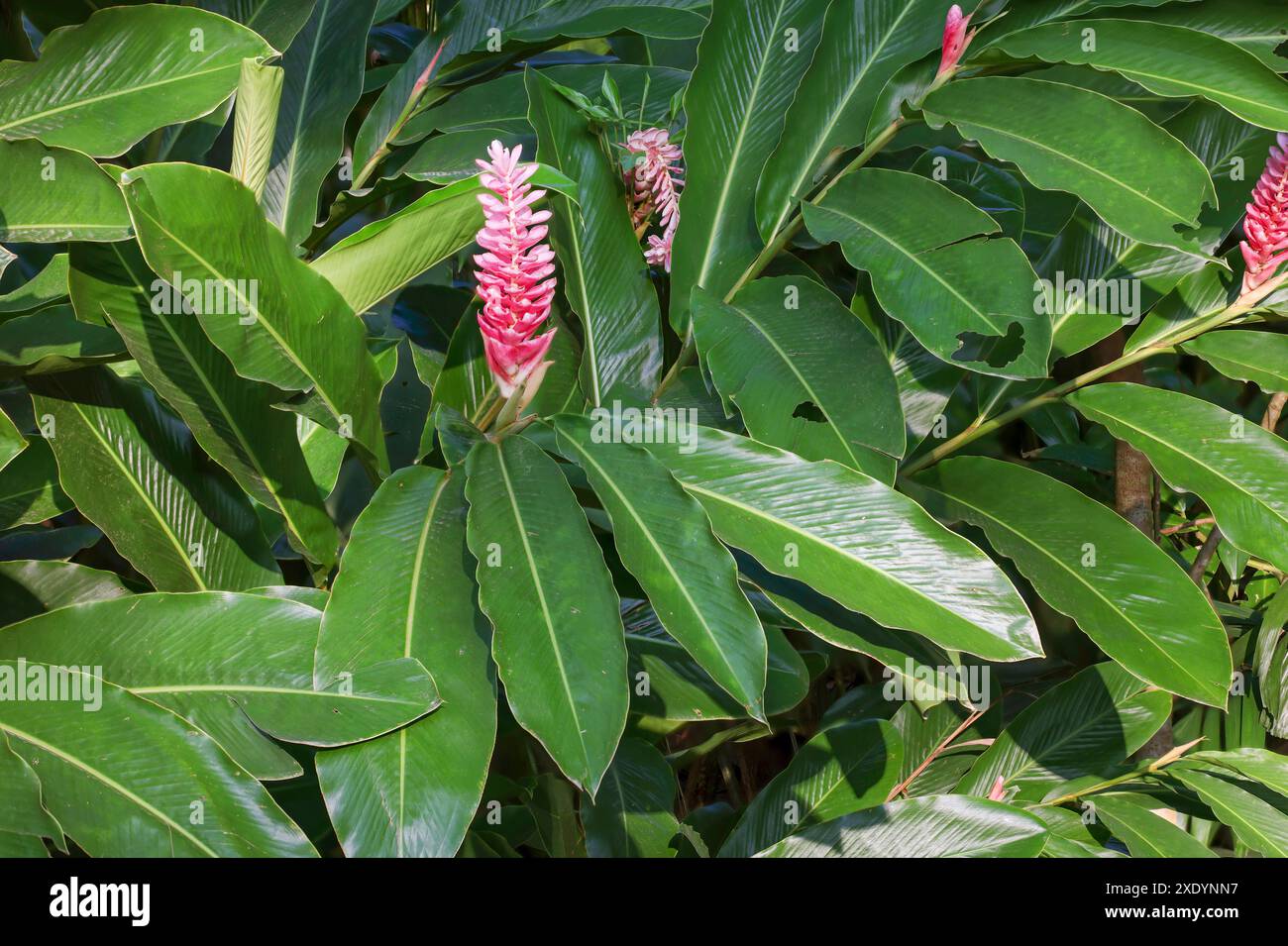 Red ginger (Alpinia purpurata), blooming, Costa Rica, Tarcoles Stock ...