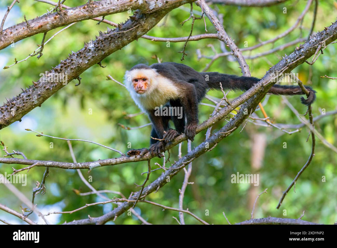 white-headed capuchin (Cebus imitator, Cebus capucinus imitator ...