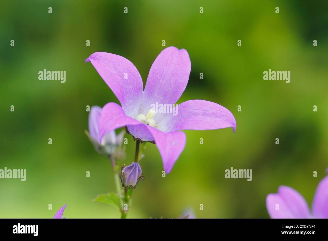Campanula blumen hi-res stock photography and images - Alamy