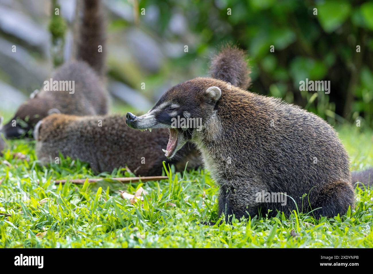 White-nosed coati, coatimundi, antoon, gato solo, pizote, tejon (Nasua ...