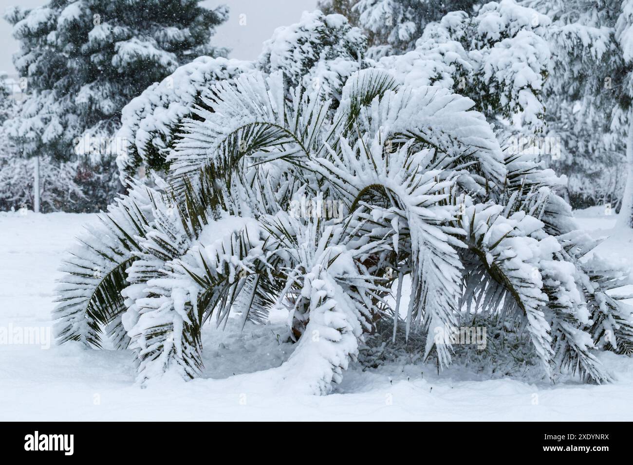 Snowy palm tree hi-res stock photography and images - Alamy