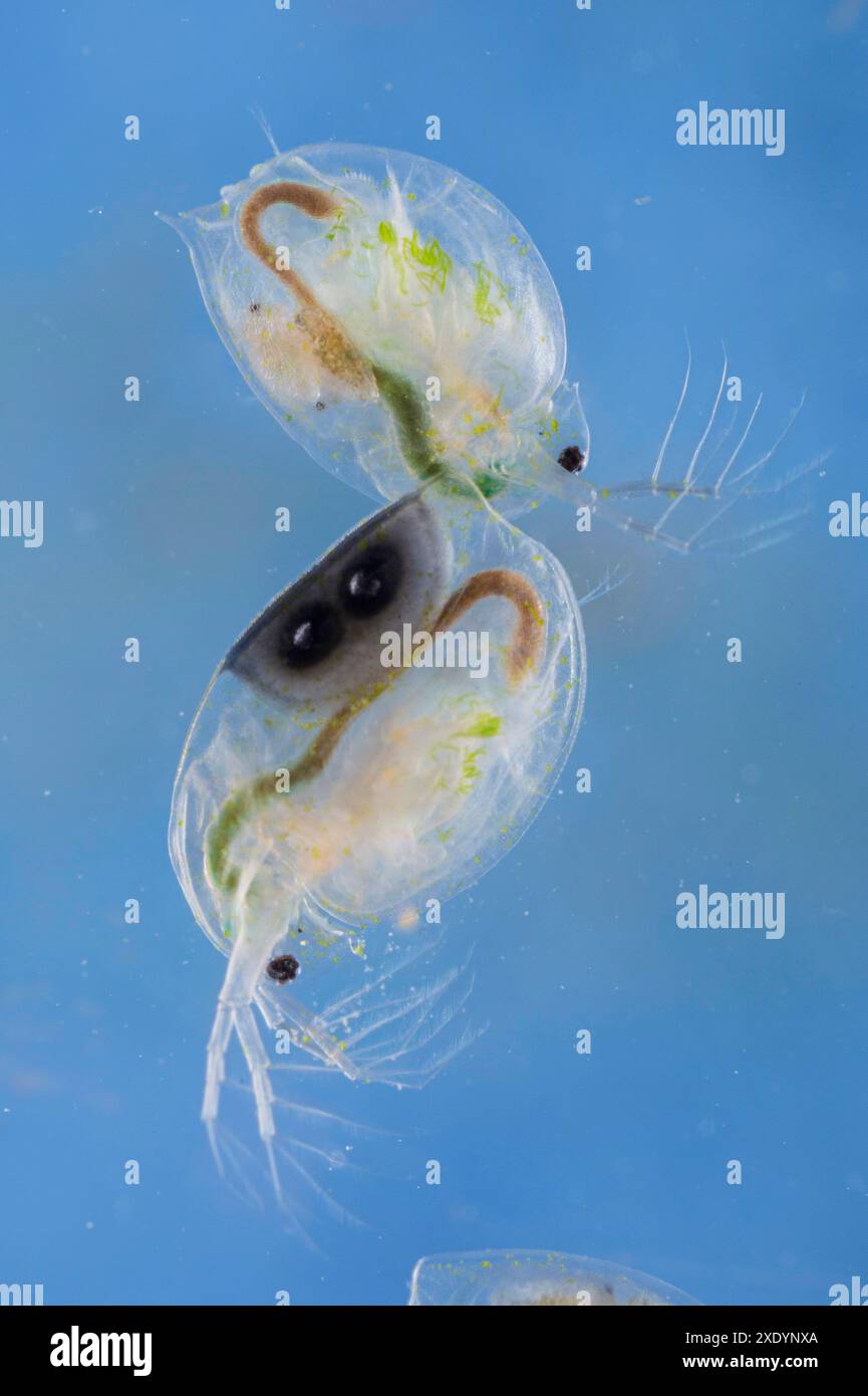 Big water flea (Daphnia magna), two big water fleas with larvae in the brood chamber and ...