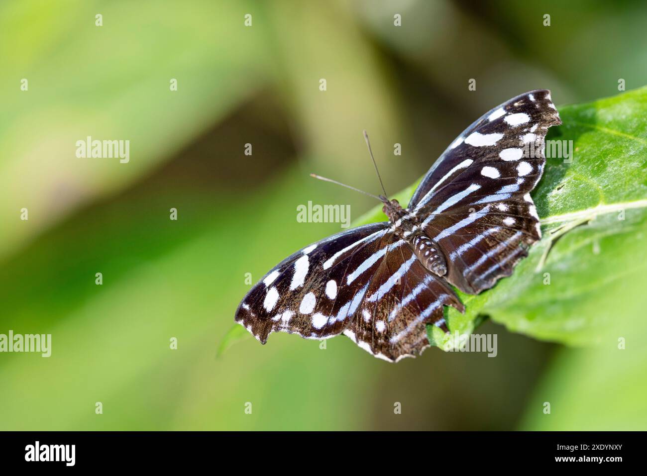 Blue wave, Blue-banded purplewing, Tropical blue wave, Whitened ...