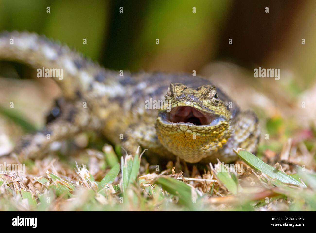 Emerald swift, Green spiny lizard (Sceloporus malachiticus), sits on ...