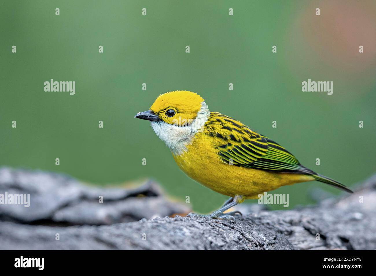 silver-throated tanager (Tangara icterocephala), sits on a tree trunk ...