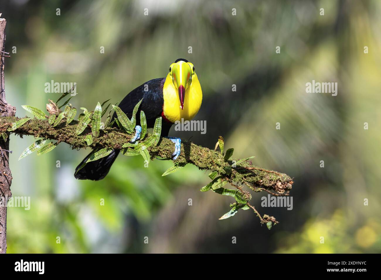 Keel-billed toucan, Sulfur-breasted toucan, Keel toucan, Rainbow-billed ...