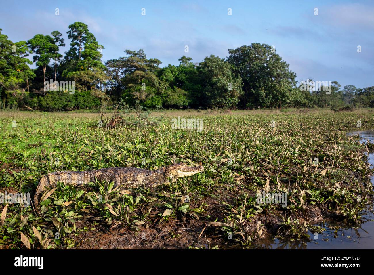 spectacled caiman (Caiman crocodilus), lying on the banks of the Rio ...
