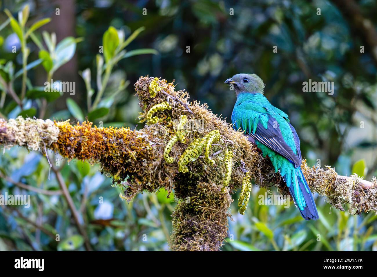 Resplendent quetzal (Pharomachrus mocinno), female sitting on a branch ...