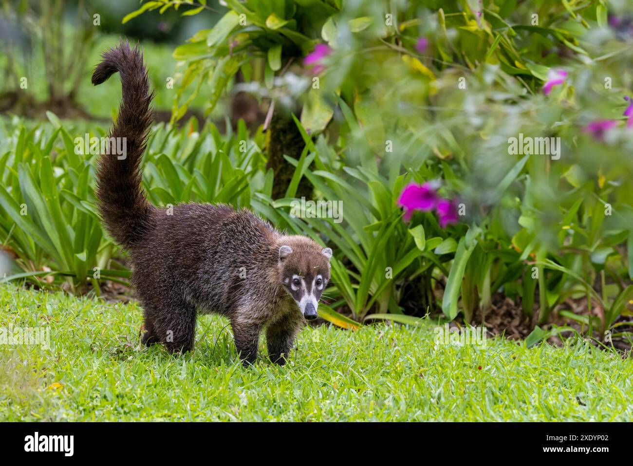 White-nosed coati, coatimundi, antoon, gato solo, pizote, tejon (Nasua ...