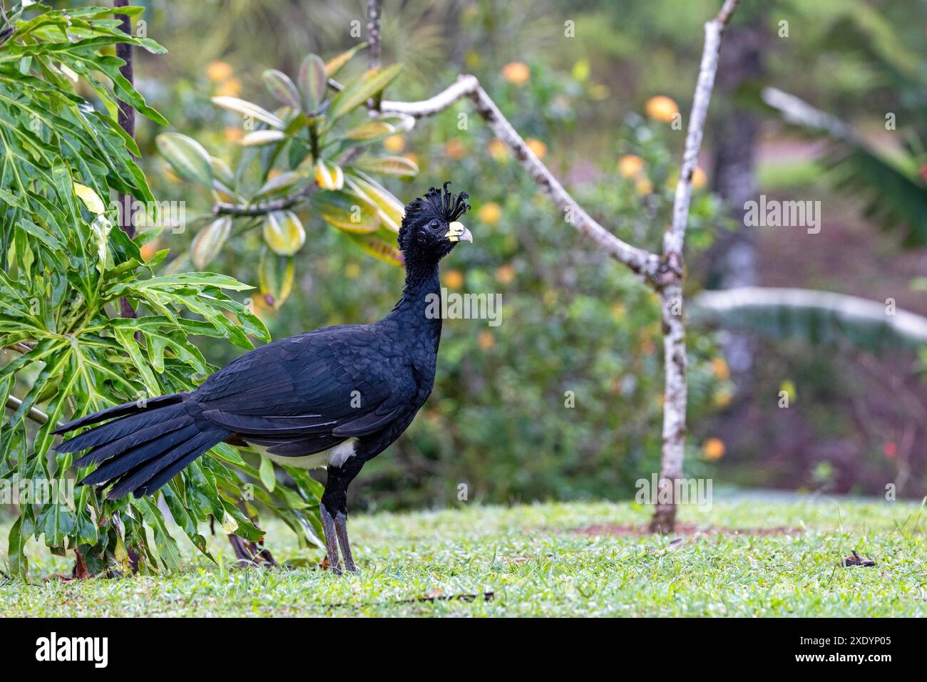 great curassow (Crax rubra), Male stands on open space in the ...