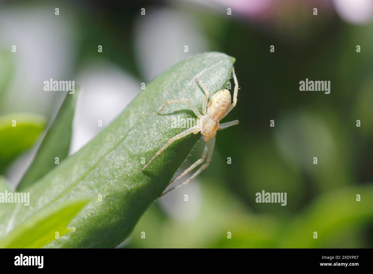spider (Philodromus spec.), sitting on a bud, Germany Stock Photo - Alamy