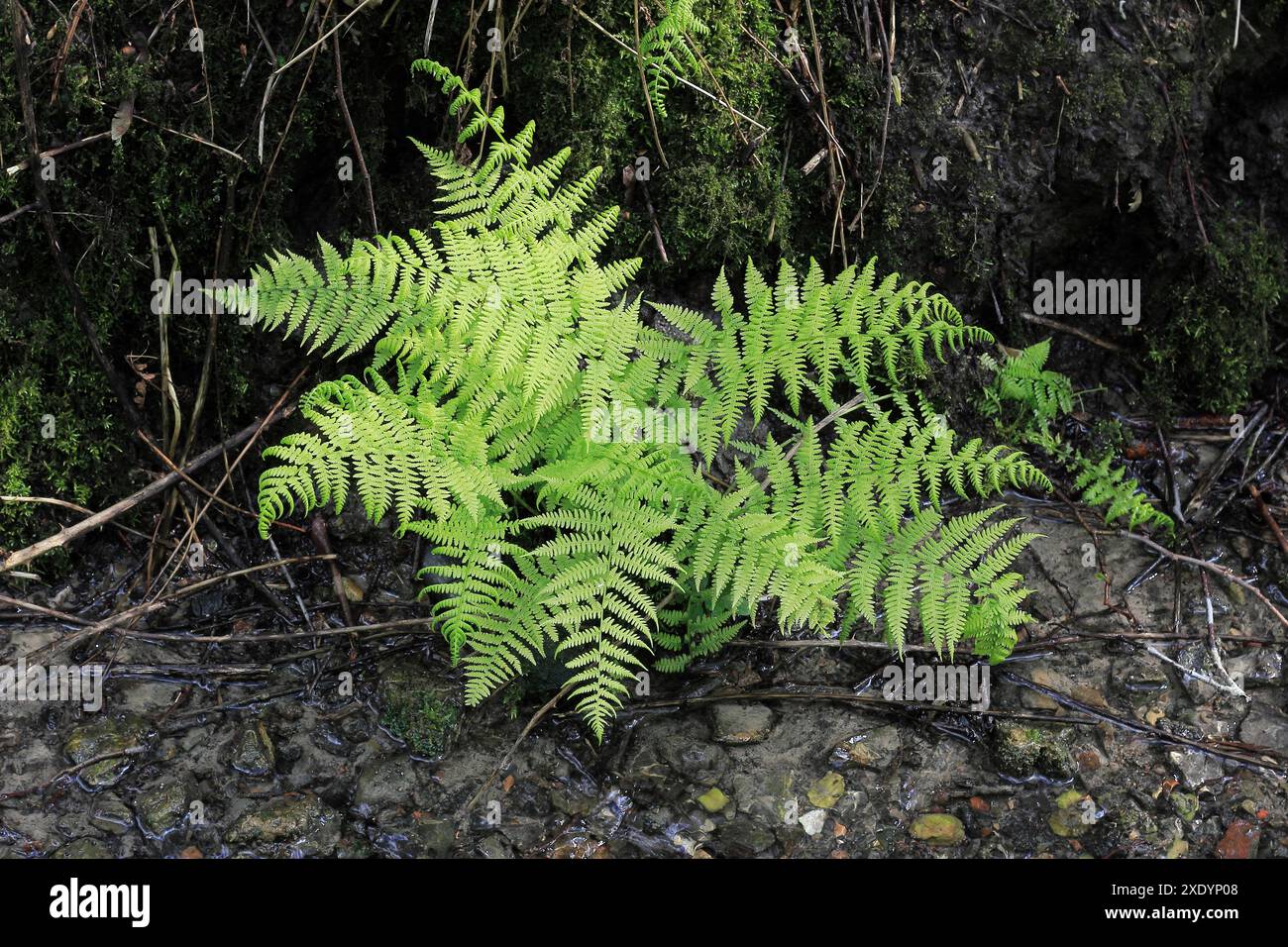 Lady fern, Common lady-fern (Athyrium filix-femina), by the waterside ...
