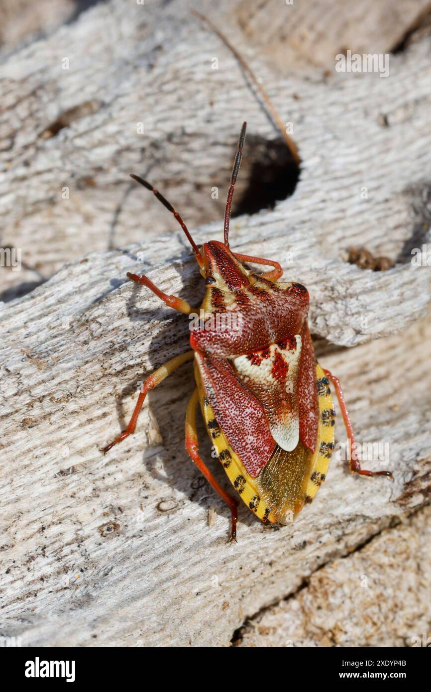 tree bug (Codophila varia), sits at a tree trunk, Albania Stock Photo ...