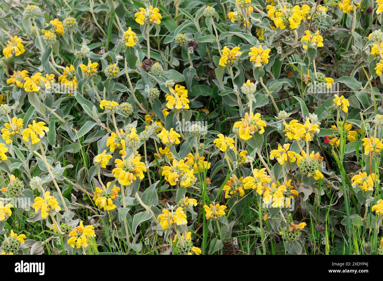 Jerusalem sage (Phlomis fruticosa), blooming, Albania Stock Photo - Alamy