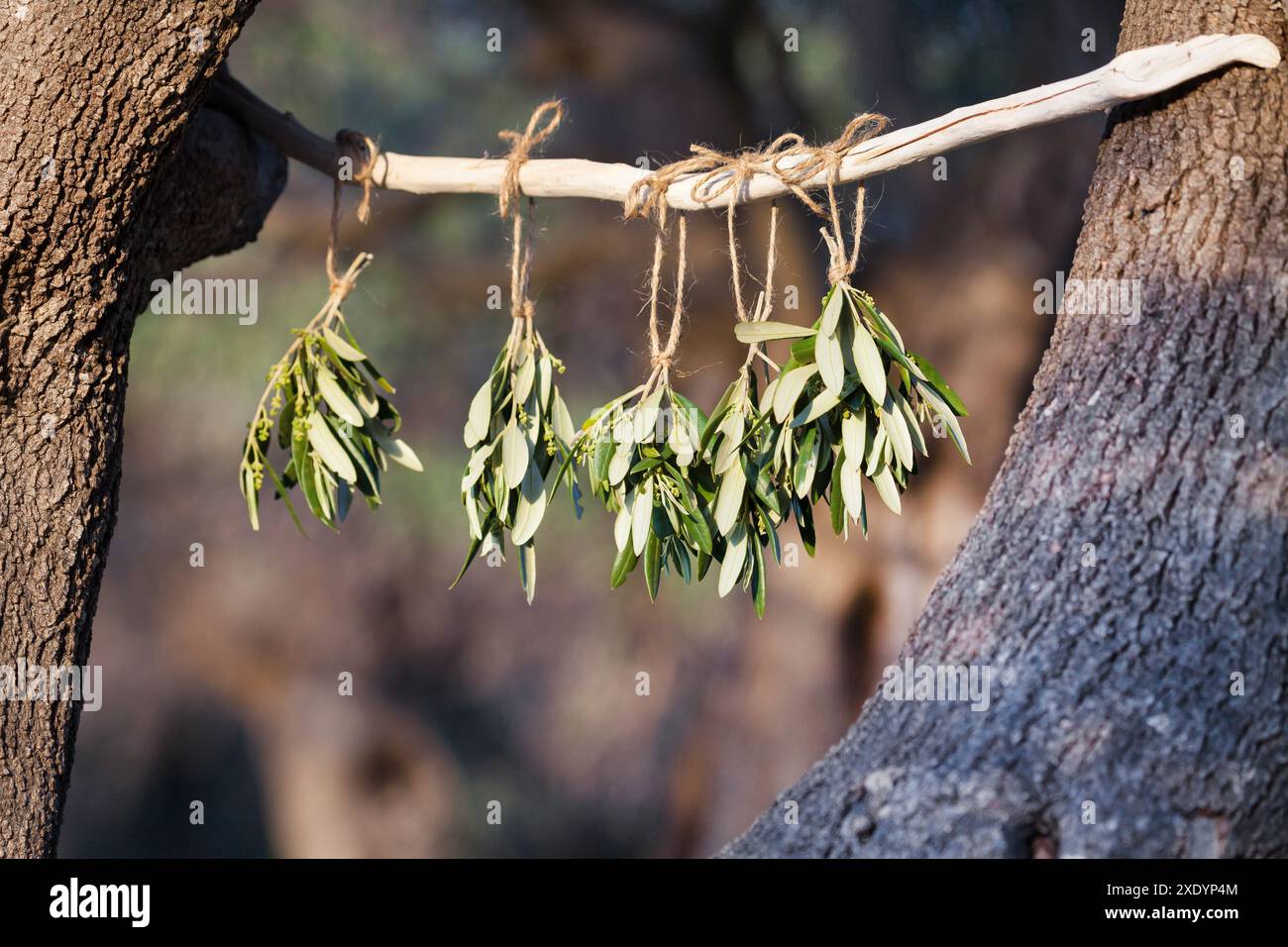 olive tree (Olea europaea ssp. sativa), Olive leaves, hung up to dry ...