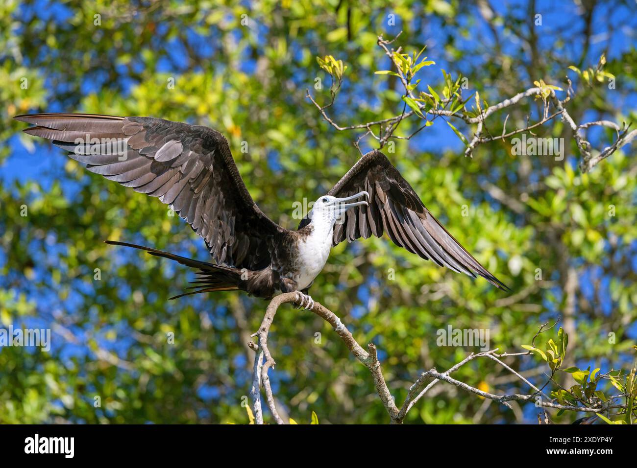 magnificent frigate bird (Fregata magnificens), in juvenile plumage ...