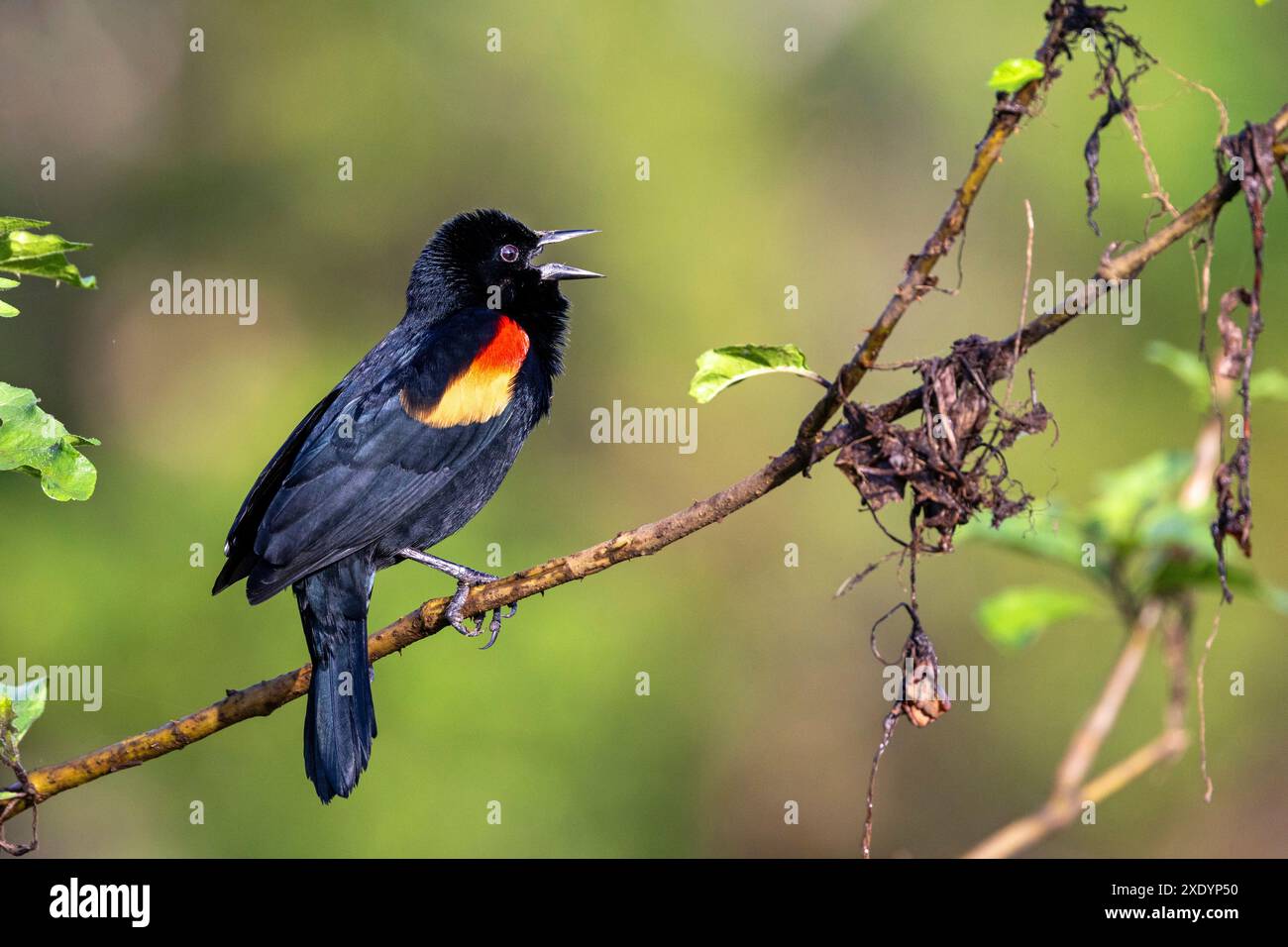 Red-winged blackbird (Agelaius phoeniceus), male singing on a bush in ...