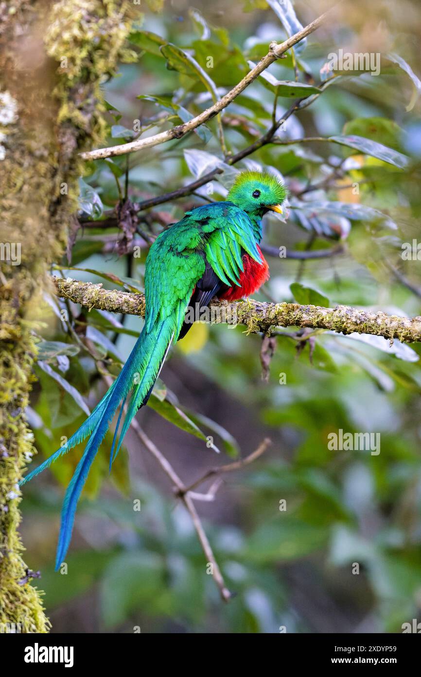 Resplendent quetzal (Pharomachrus mocinno), male sitting on a branch in ...