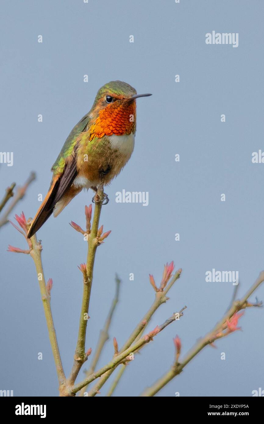 Scintillant hummingbird (Selasphorus scintilla), male sitting on a bush ...