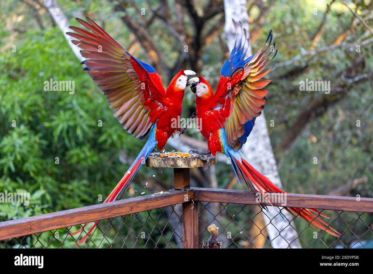 scarlet macaw (Ara macao), two macaws fighting over food at the feeding ...