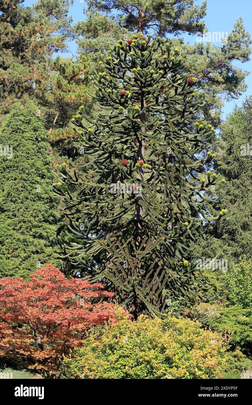 Female cones the monkey puzzle tree hi-res stock photography and images ...