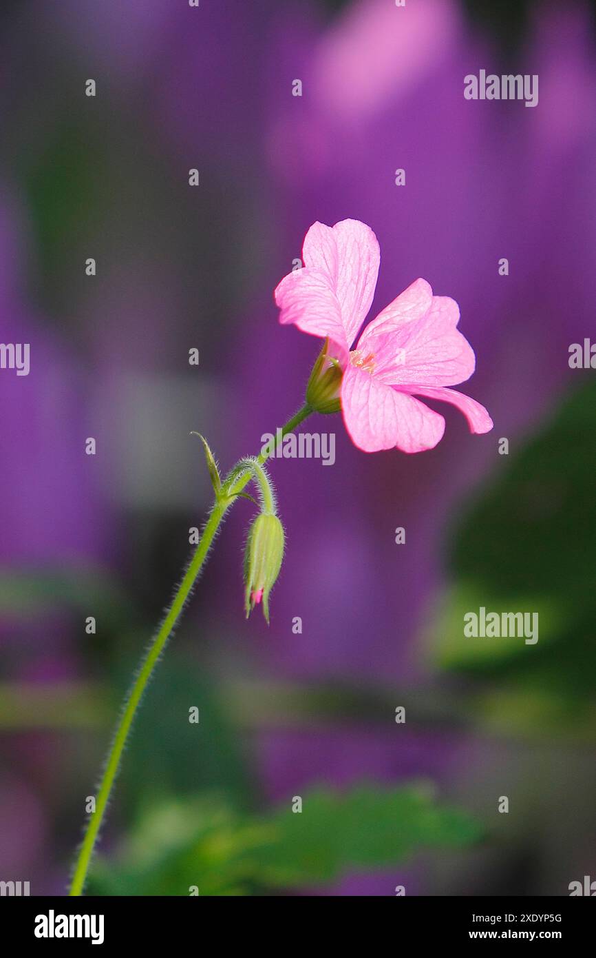 French Cranesbill, Endres cranesbill (Geranium endressii), flower and ...