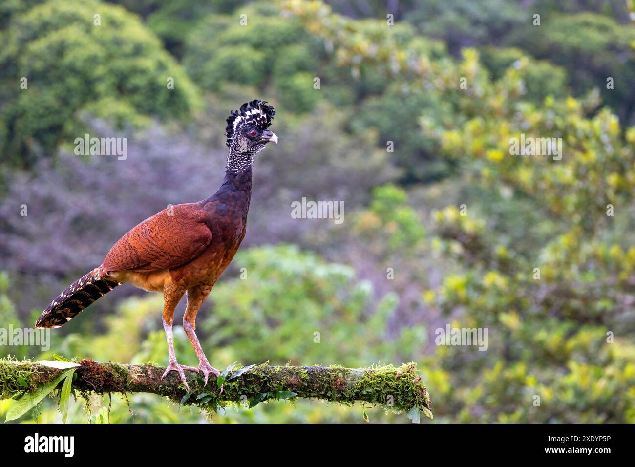 great curassow (Crax rubra), female sitting on a branch in the ...