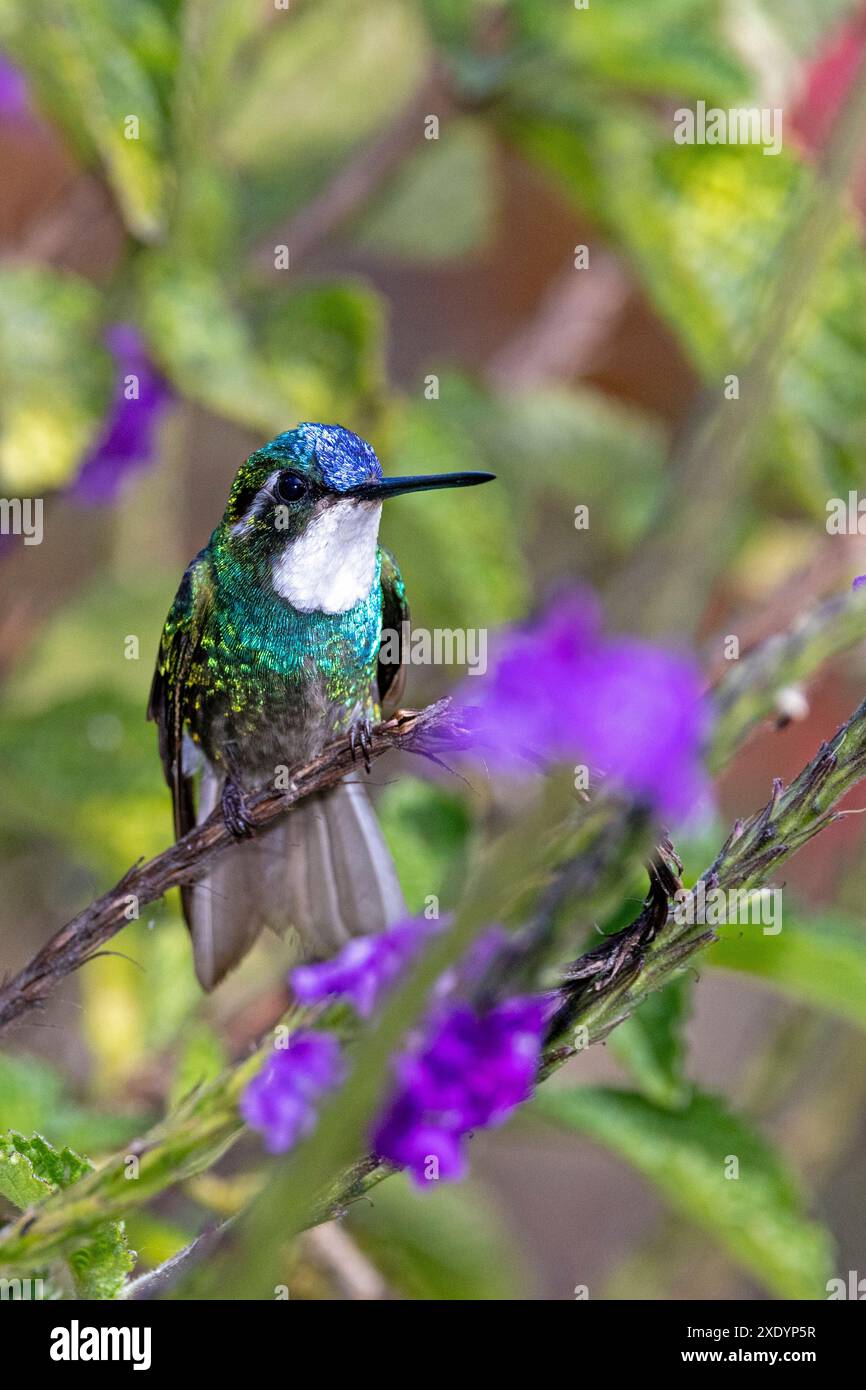White-throated mountaingem, White-throated mountain-gem (Lampornis ...
